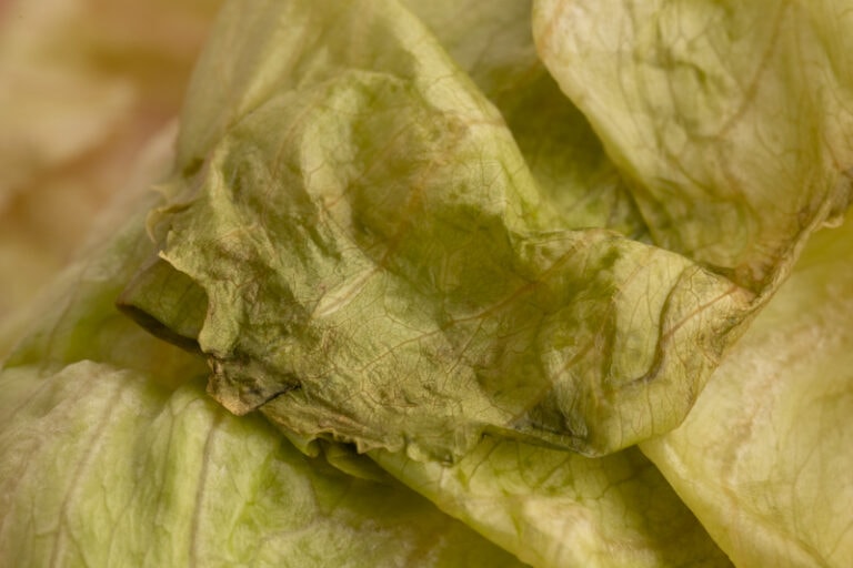 How Long Does Lettuce Last and How to Tell if It’s Bad? - Does It Go Bad?
