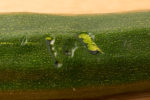 How Long Does Zucchini Last? How Do You Store It?
