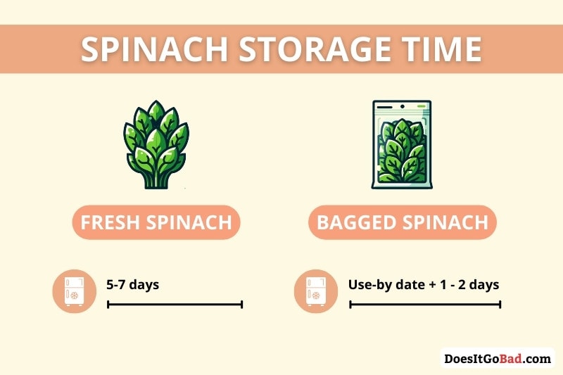 Spinach Infographic Organic Spinach Seeds — 'Bloomsdale' – Back To
