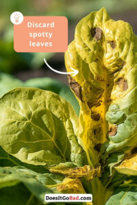 How to Tell if Spinach Is Bad? [5 Signs of Spoilage] - Does It Go Bad?